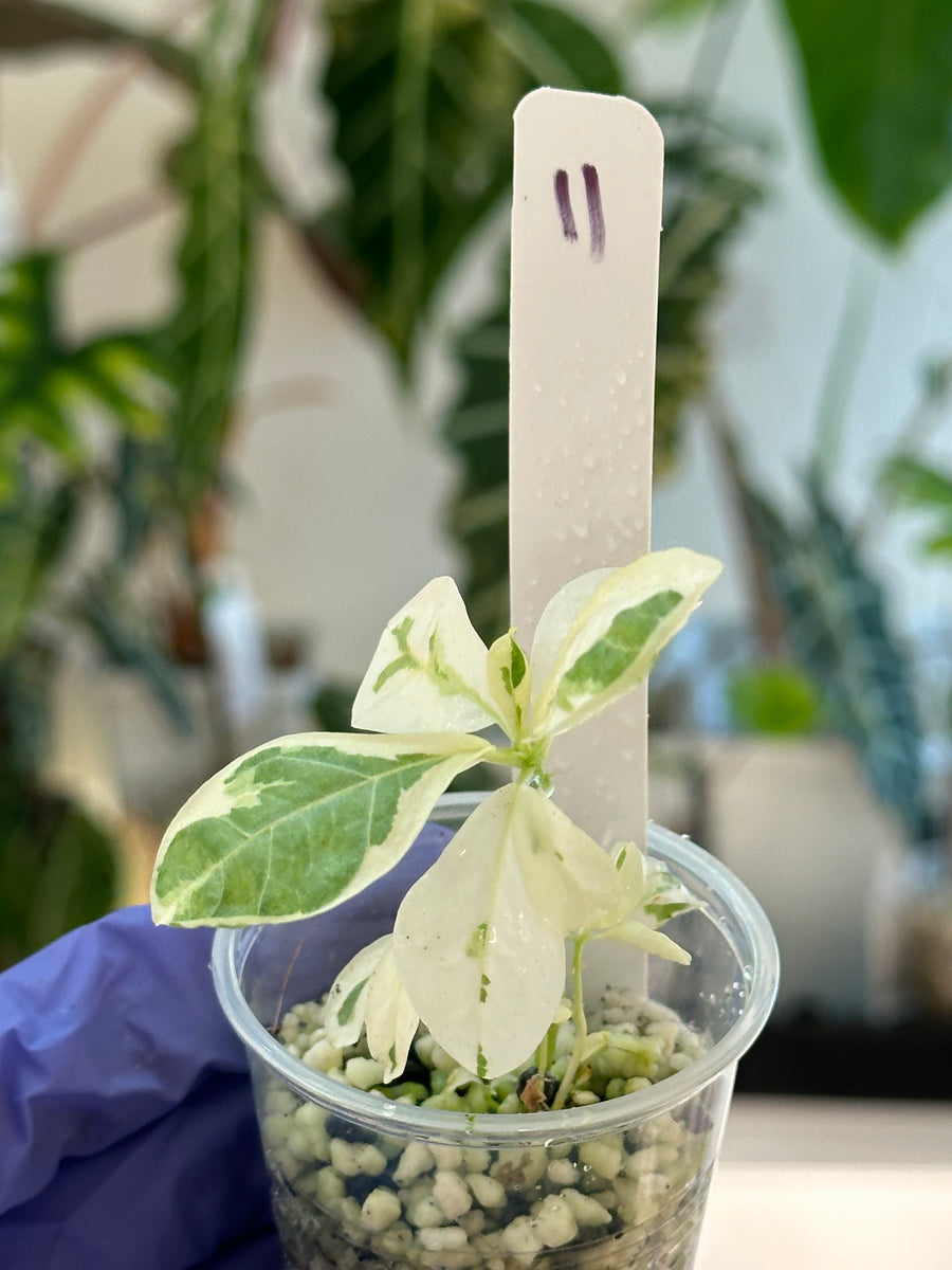 Ficus Fiddle Leaf Albo #11 – SOLARMONSTERA